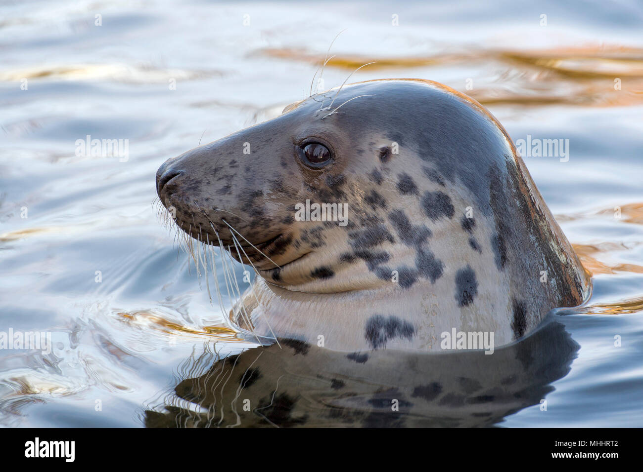 Baltic seal closeup hi-res stock photography and images - Alamy