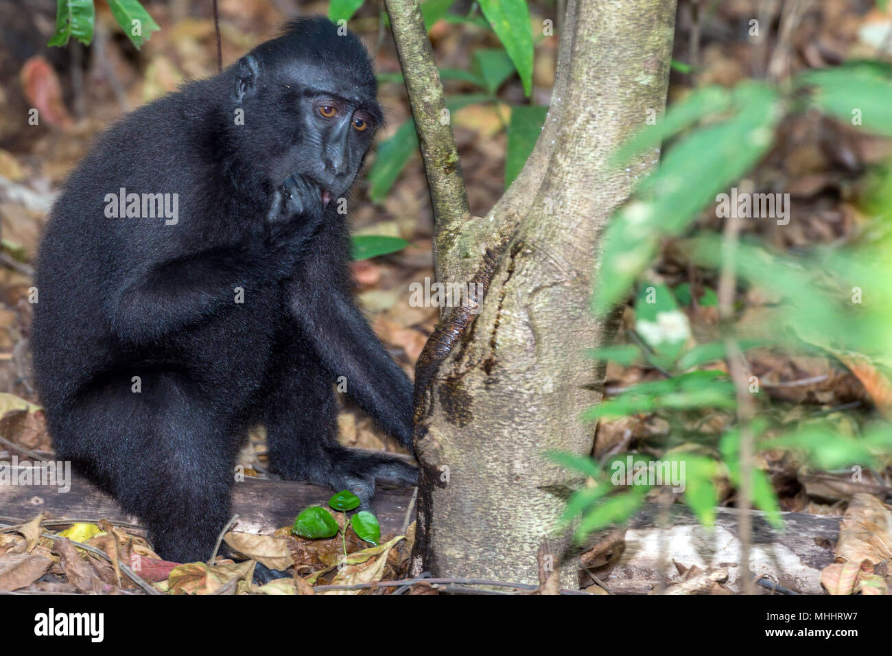 Celebes Sulawesi endemic crested black macaque ape portrait while ...