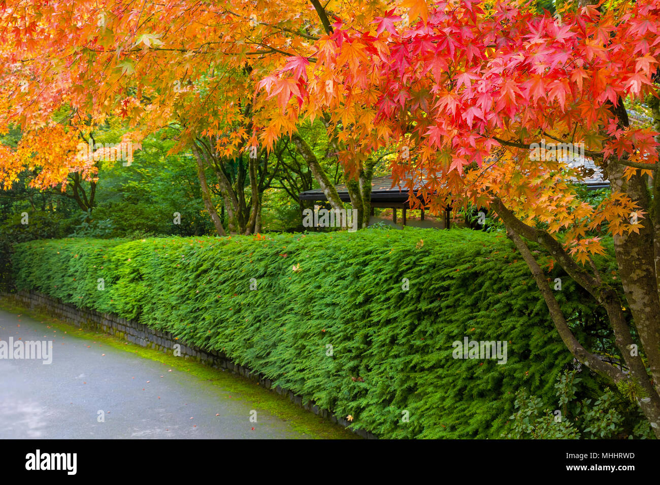 Strolling path in Japanese Garden lined with maple trees in fall season ...