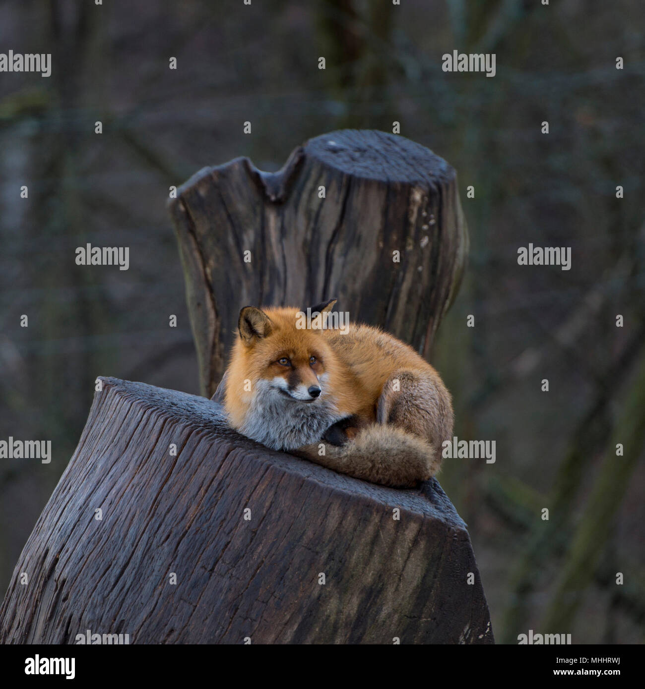 red fox portrait while looking at you Stock Photo - Alamy