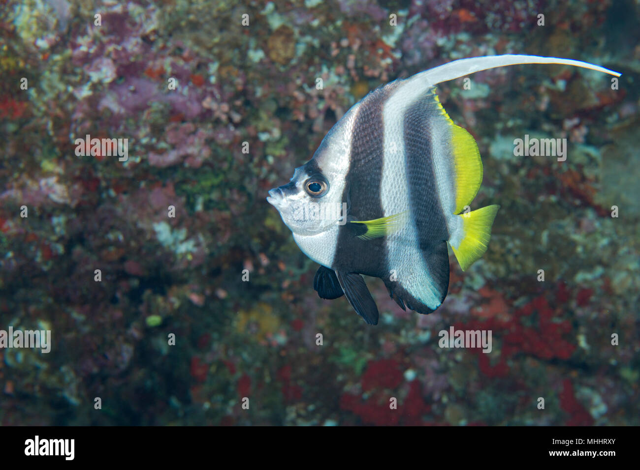 angel fish close up portrait Stock Photo - Alamy