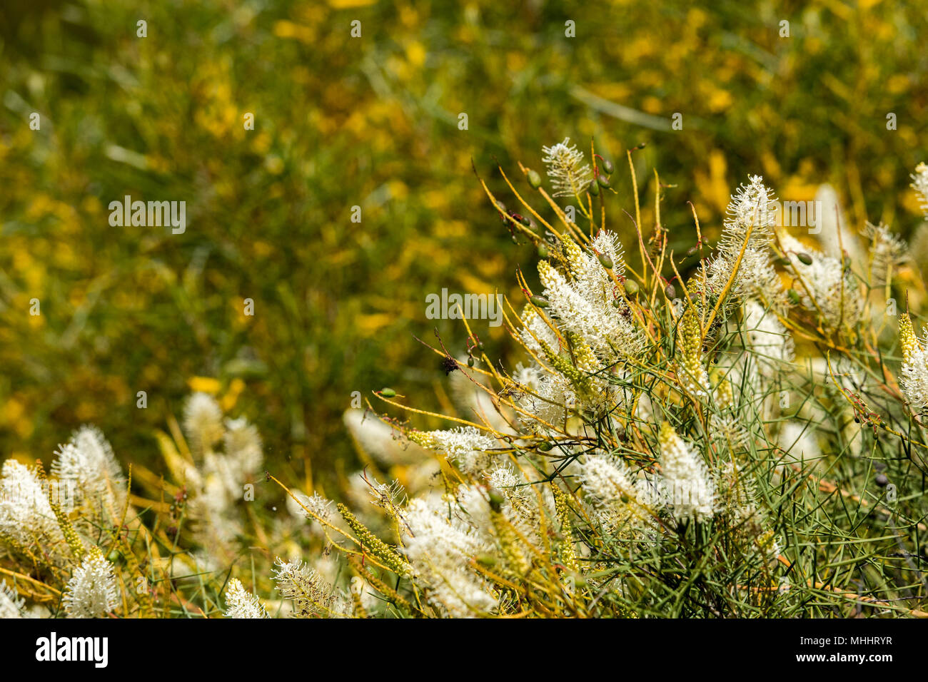 detail of australia bush flowers Stock Photo - Alamy