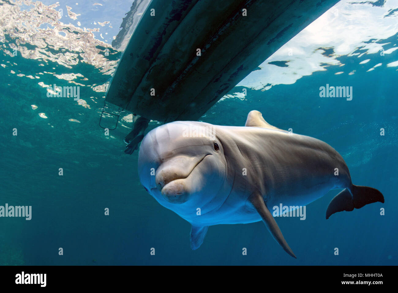dolphin underwater on ocean background looking at you Stock Photo - Alamy