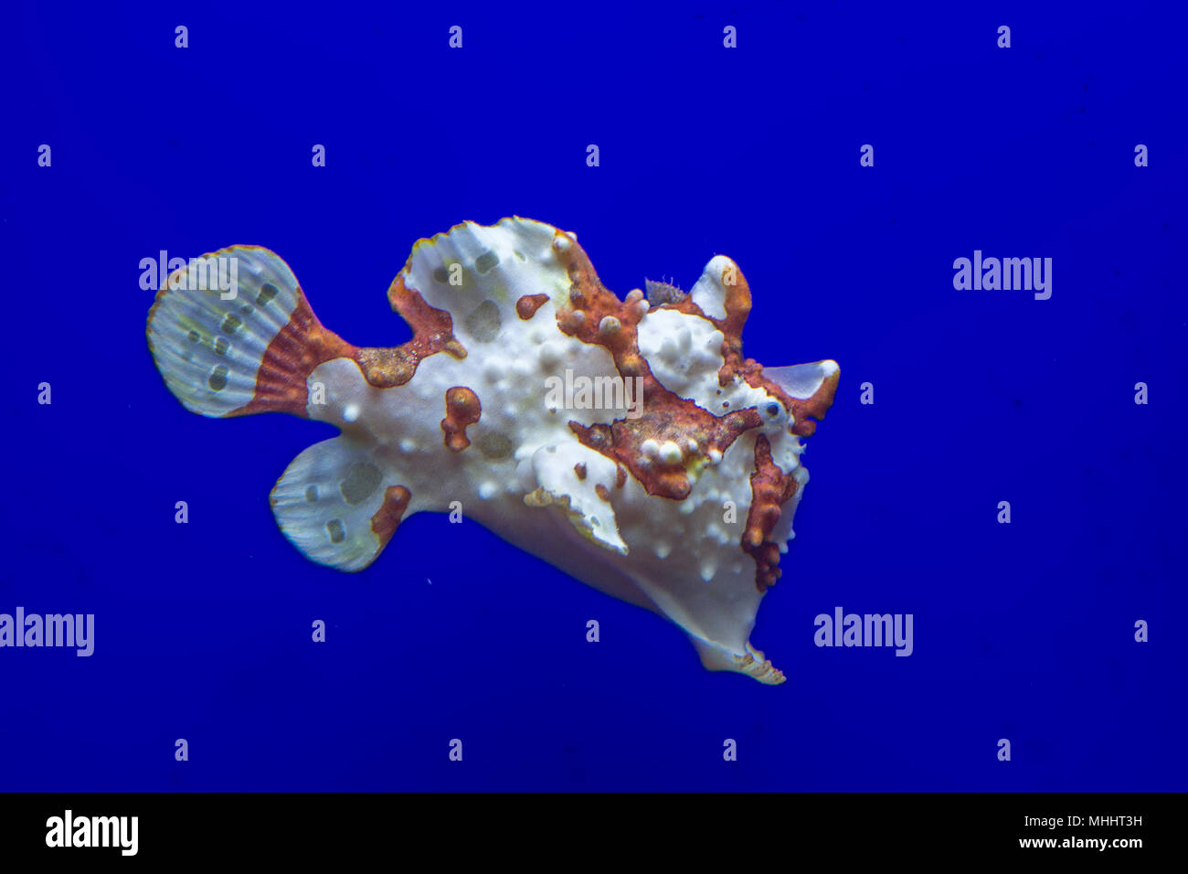frog fish on blue background Stock Photo - Alamy