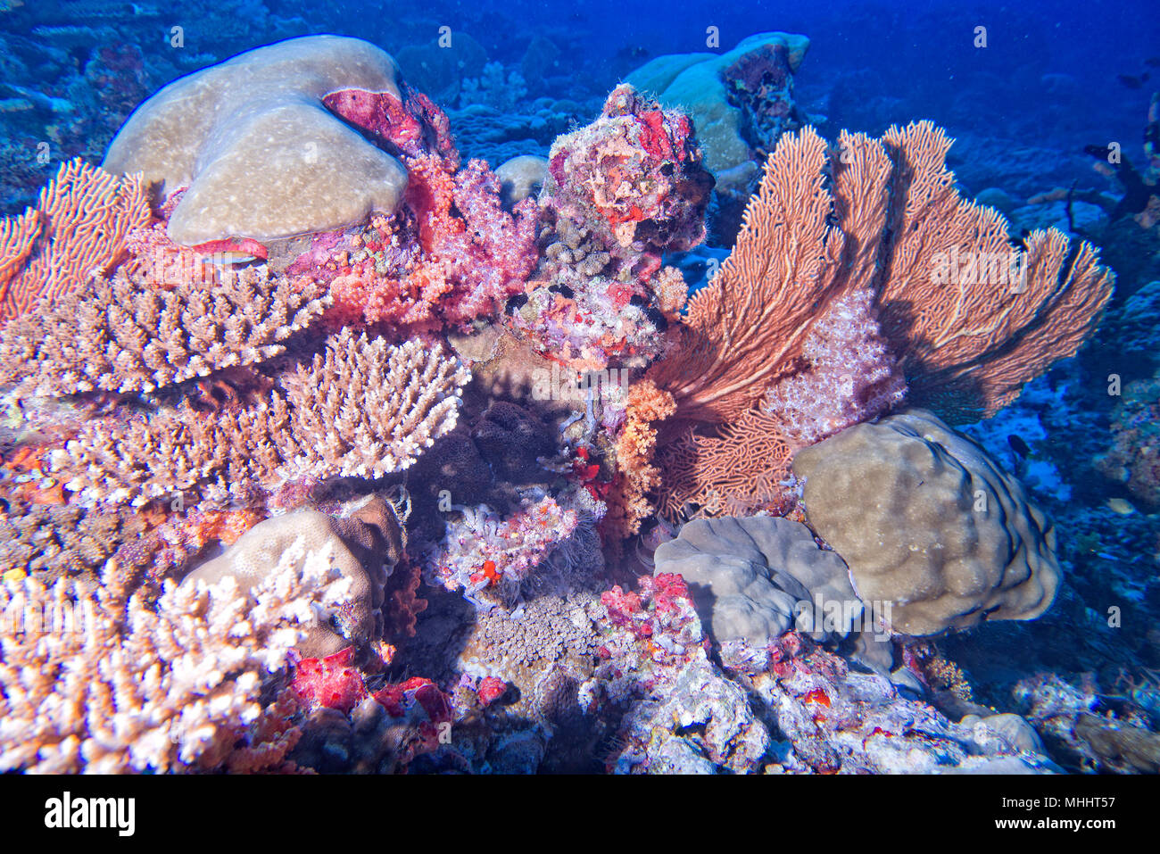 Red Sea corals house for Fishes close up portrait Stock Photo - Alamy