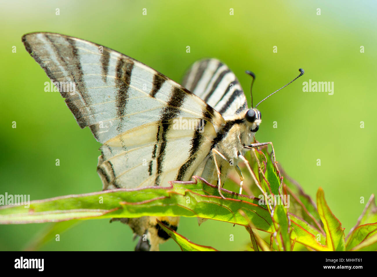 An open wings butterfly close up portrait on the blue sky background ...