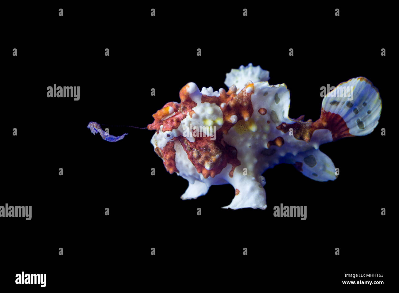 Painted angler fish hi-res stock photography and images - Alamy
