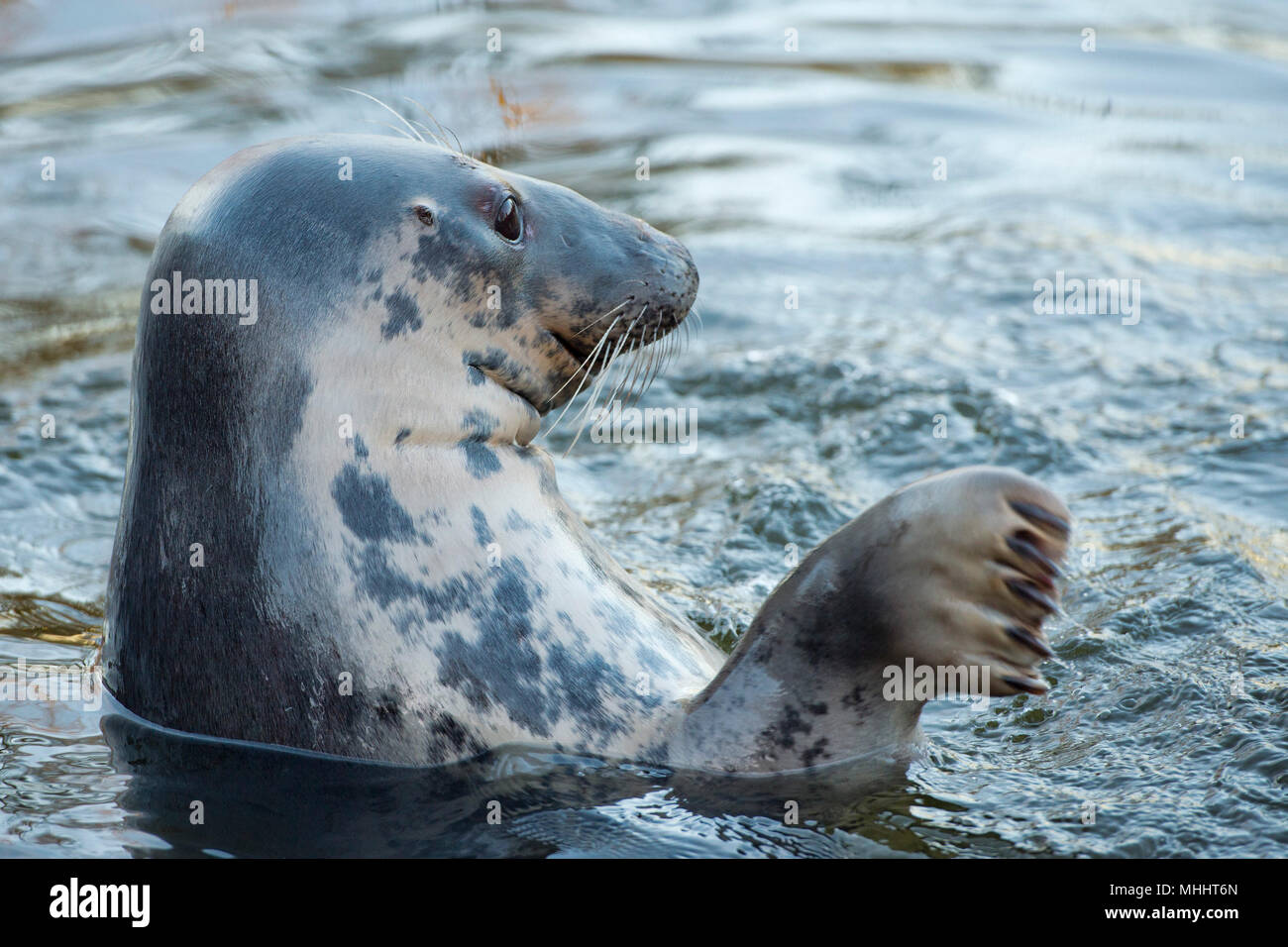 Baltic seal closeup hi-res stock photography and images - Alamy