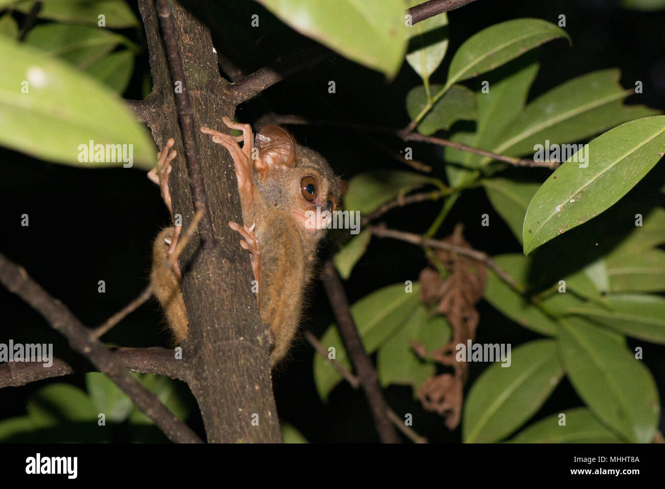 Tarsier eyes at night hi-res stock photography and images - Alamy