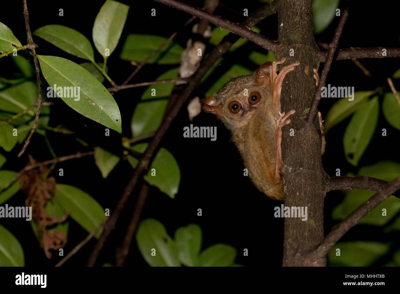 Big eyed monkey hi-res stock photography and images - Alamy