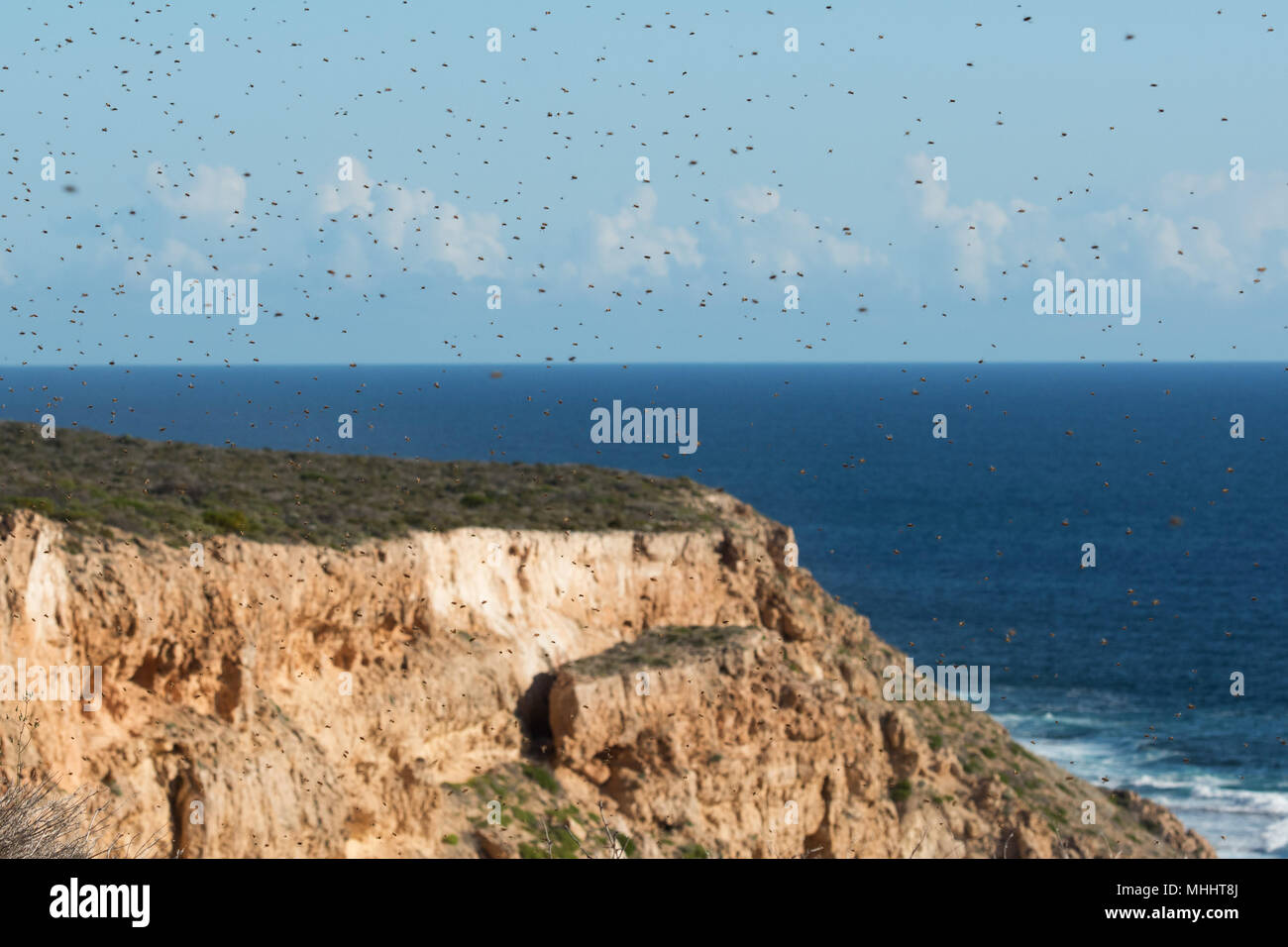 Honey bee queen mating hi-res stock photography and images - Alamy