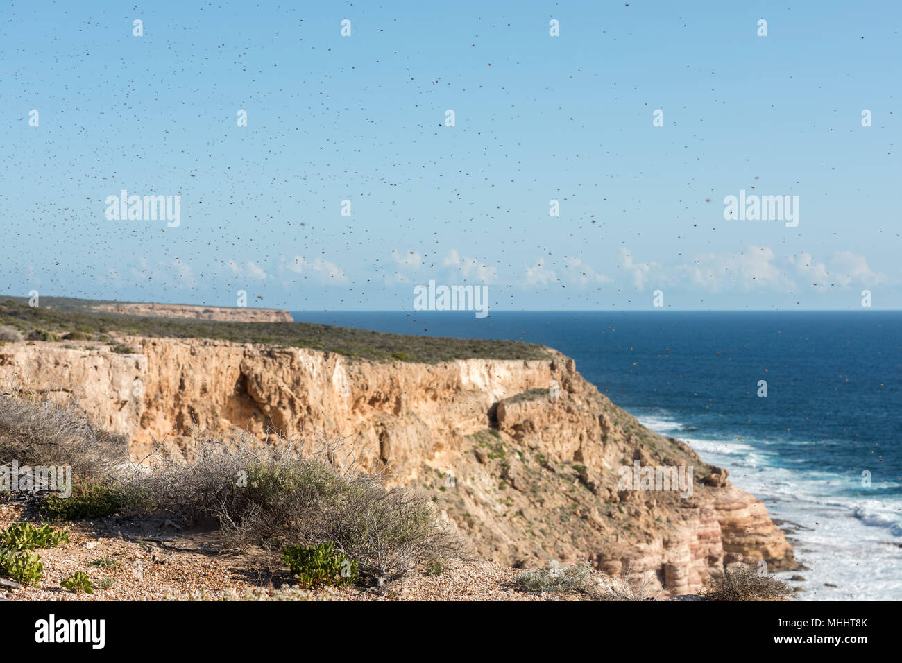 Queen honey bee mating hi-res stock photography and images - Alamy