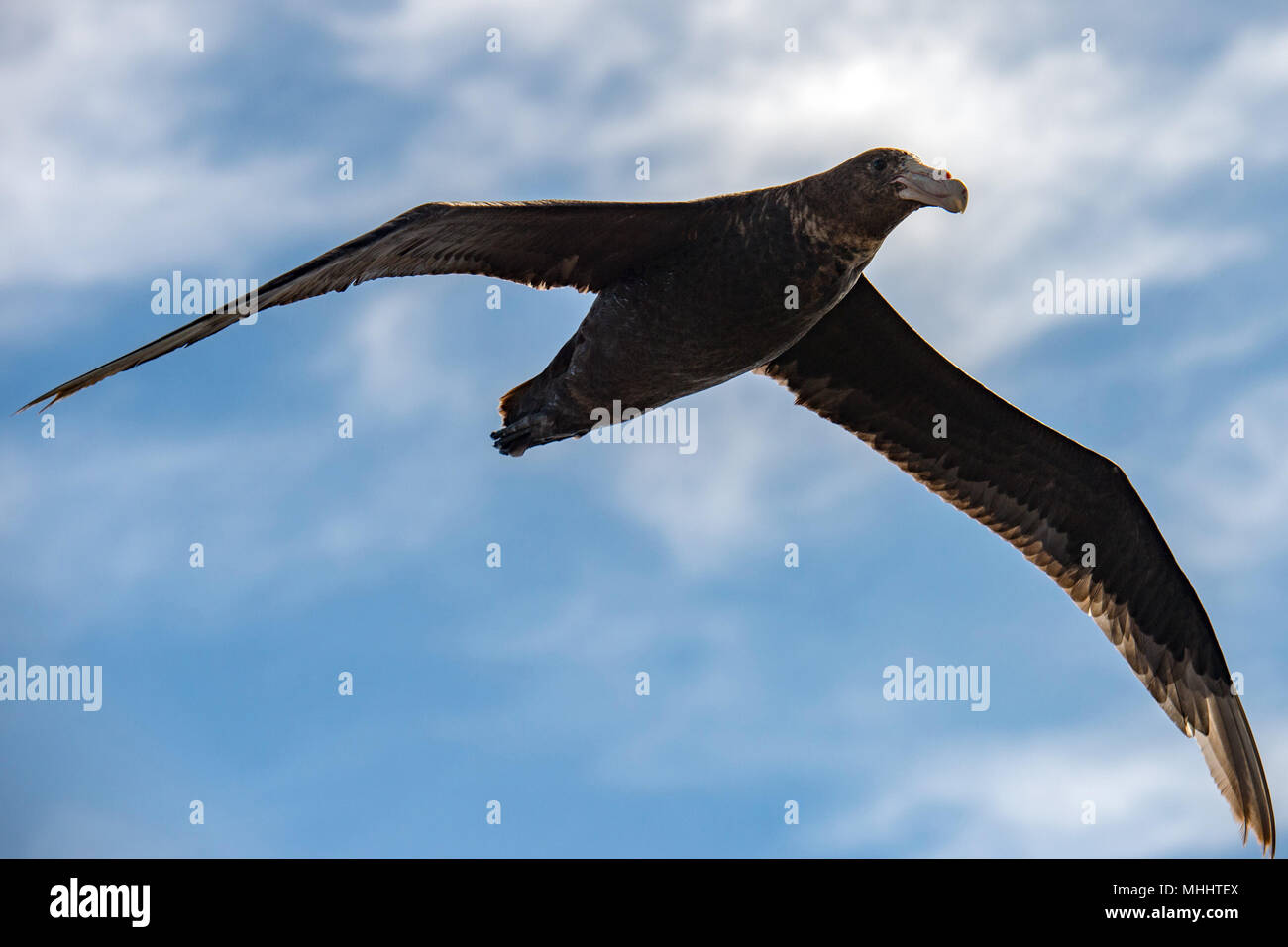Giant petrel birds up close hi-res stock photography and images - Alamy