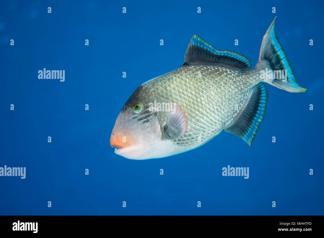 Trigger fish underwater close up portrait Stock Photo - Alamy