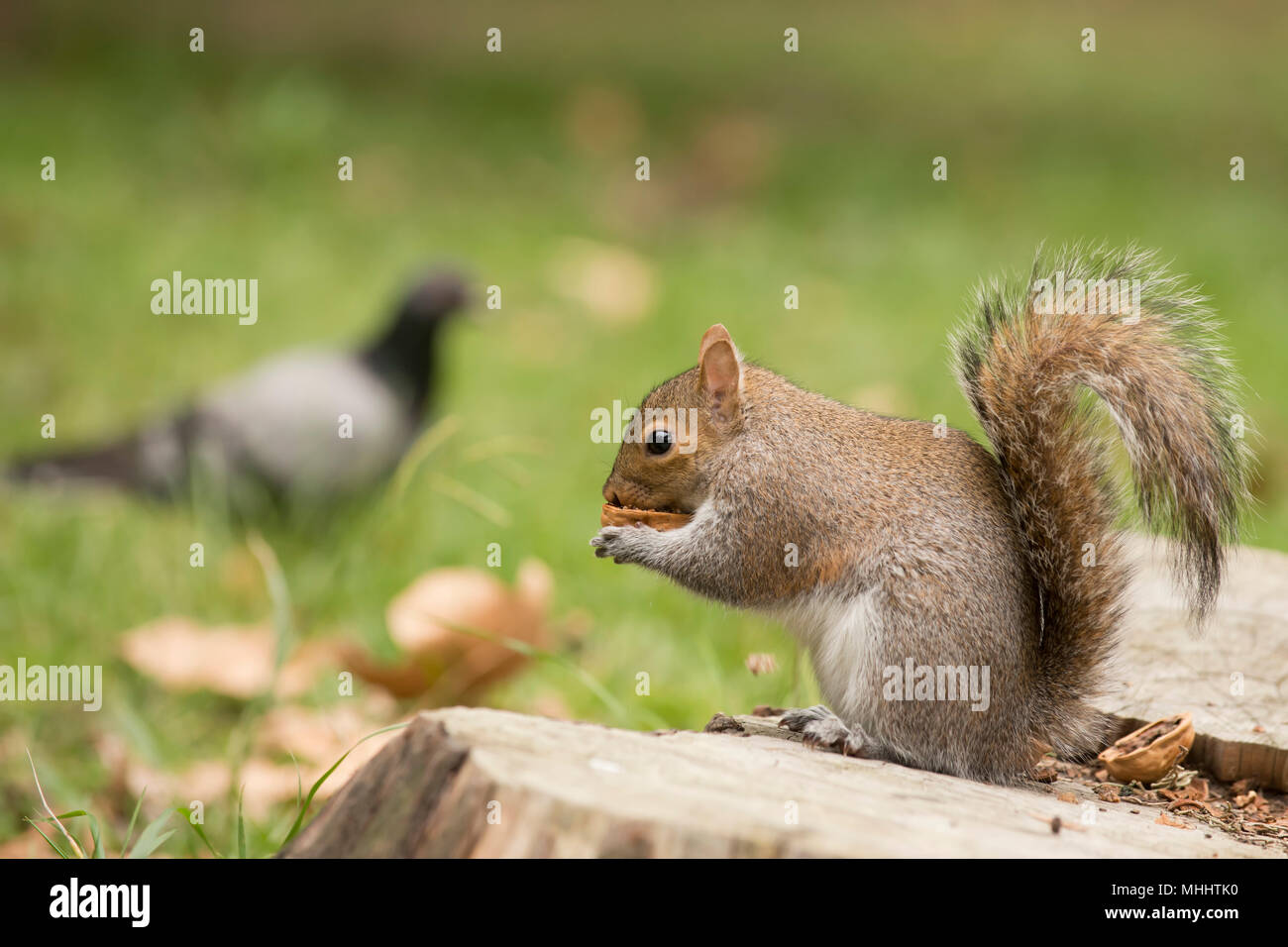 Squirrel holding a nut hi-res stock photography and images - Alamy