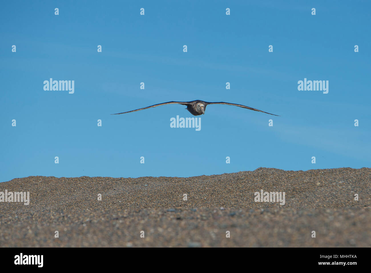 argentina patagonia petrel bird close up portrait in fly Stock Photo ...