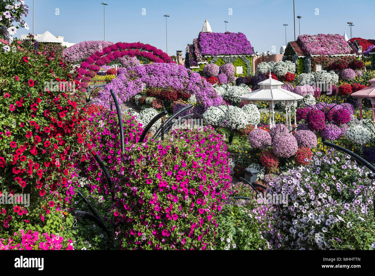 The Miracle Gardens in Dubai, UAE, Middle East Stock Photo - Alamy