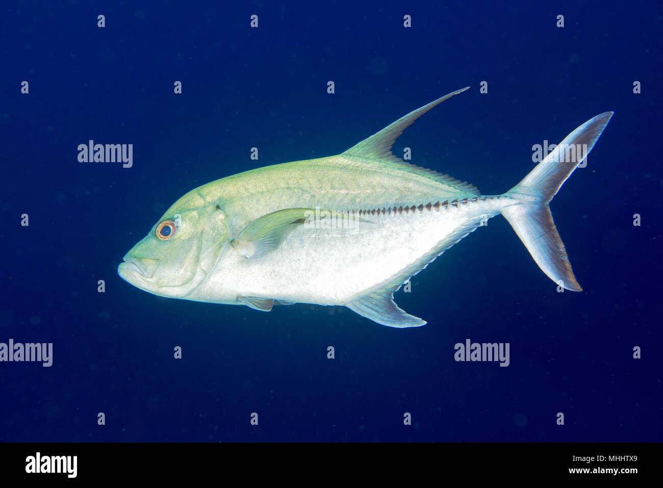 Giant trevally caranx fish on the black night dive background Stock ...