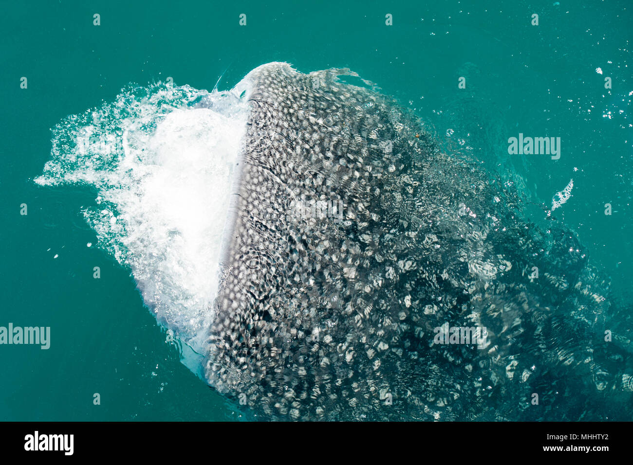 Great white shark jaws open mouth hi-res stock photography and images ...
