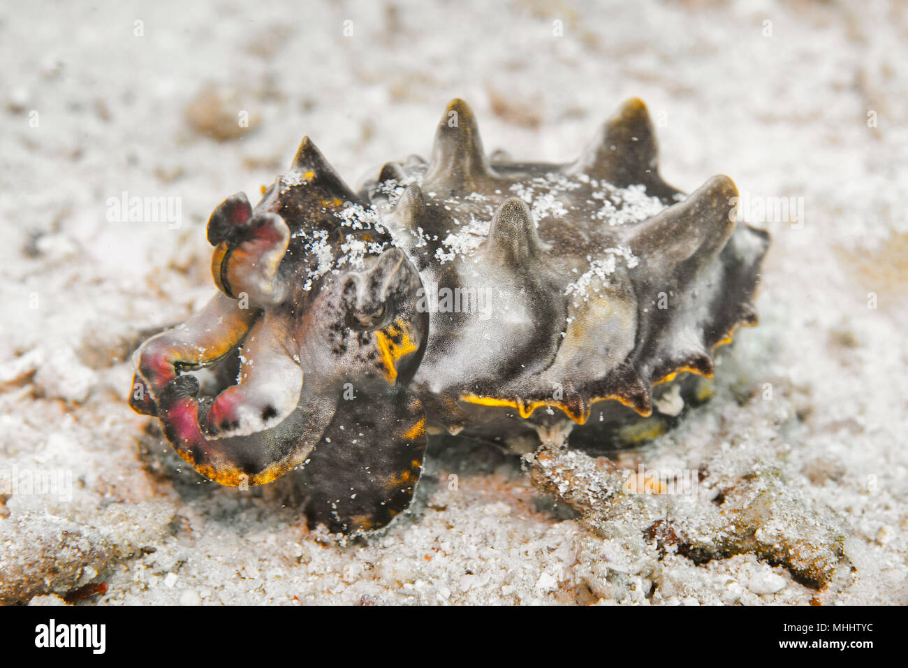 An isolated close up of the incredible colorful squid cuttlefish ...