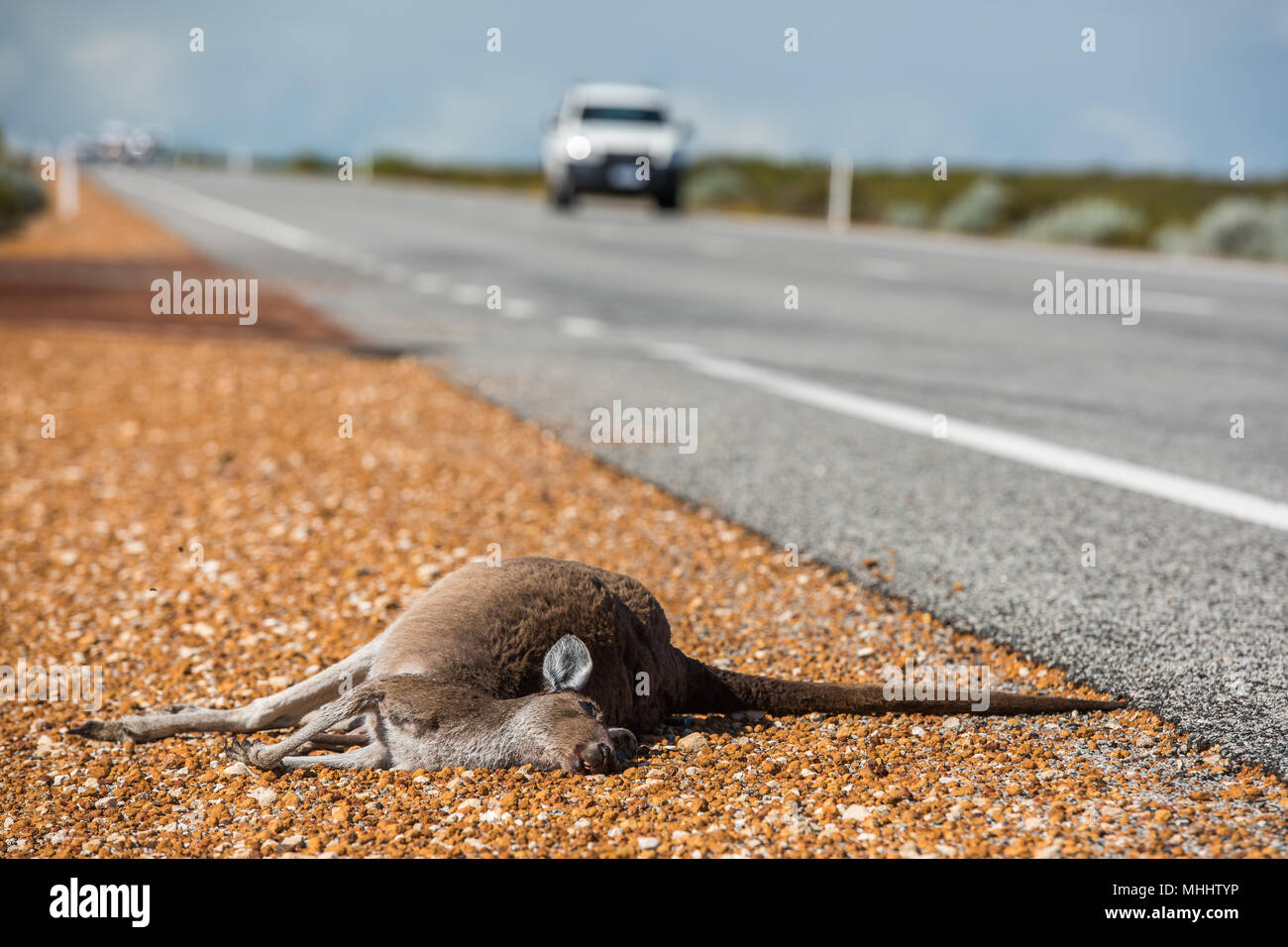 Dead kangaroo on a road in West Australia Stock Photo - Alamy