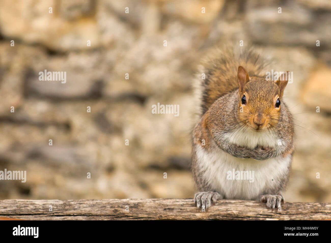 A grey squirrel standing on a tree Stock Photo - Alamy