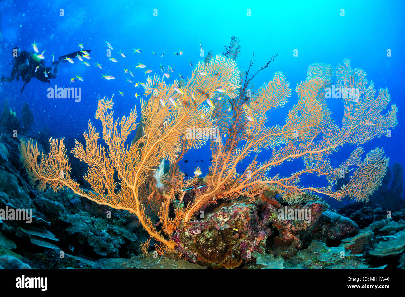 Divers beside giant colorful fish on gorgonia coral Stock Photo - Alamy