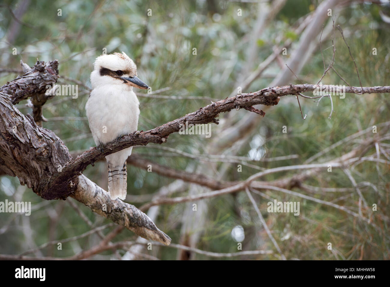 Kookaburra Australia laughing bird portrait while looking at you Stock ...
