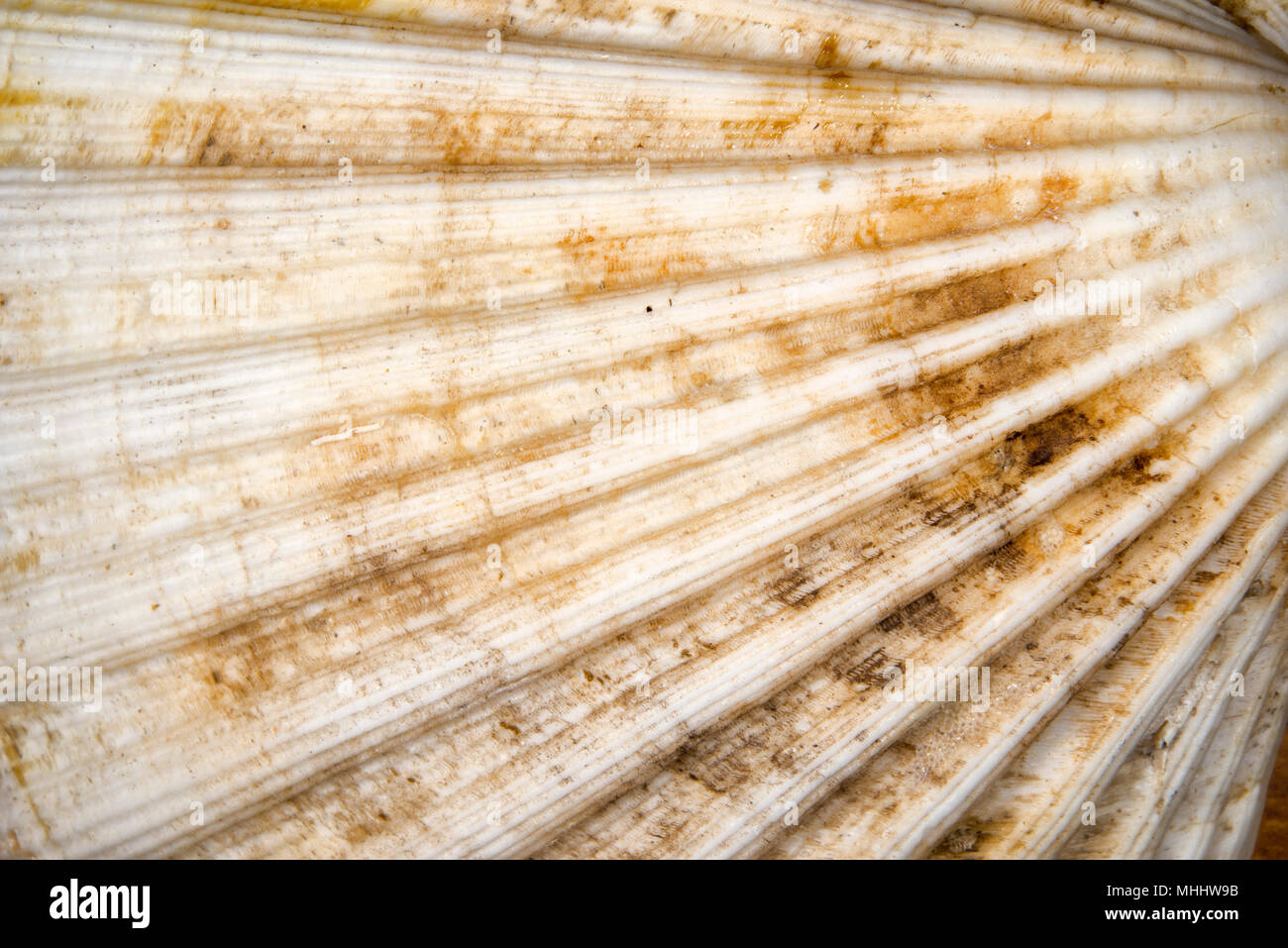 An old shell macro close up detail Stock Photo - Alamy