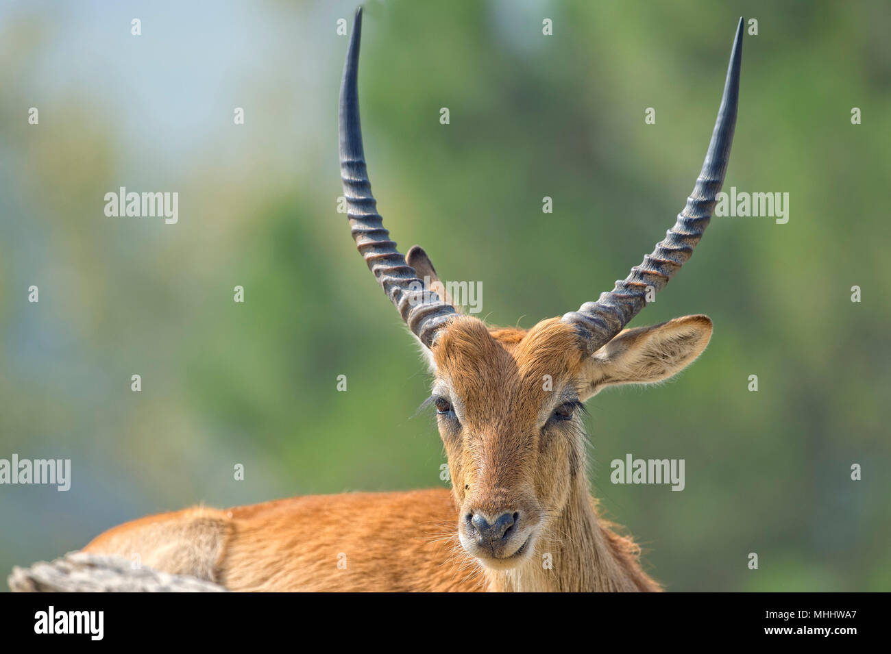 impala portrait of african antelope Stock Photo - Alamy