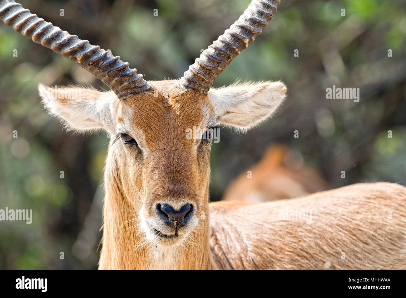 impala portrait of african antelope Stock Photo - Alamy