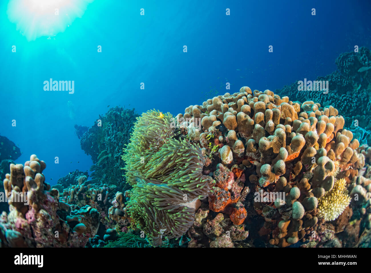 colorful reef underwater landscape with fishes and corals Stock Photo ...