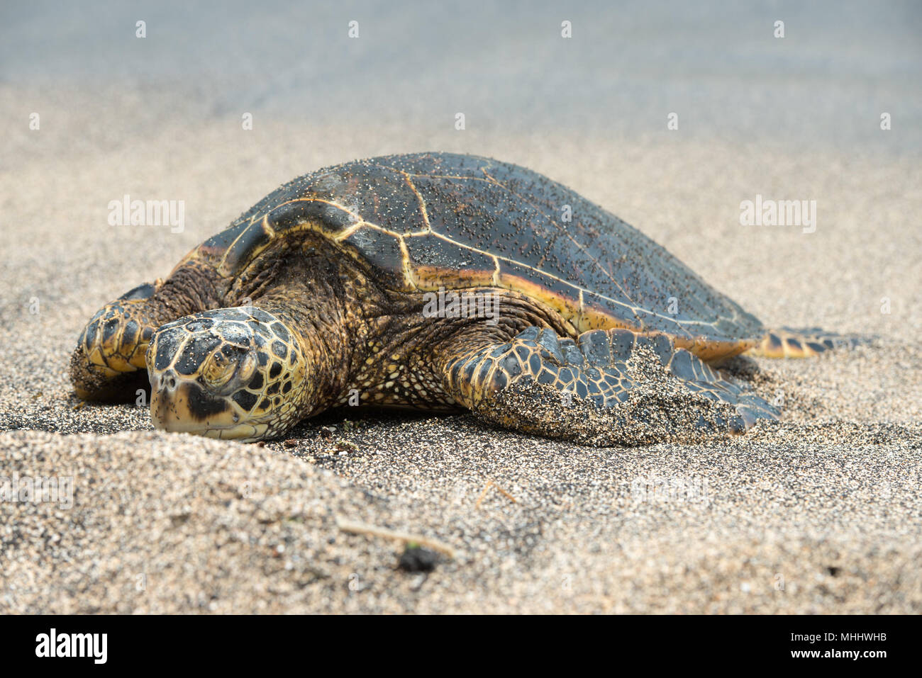 Green Turtle while relaxing on sandy beach in big island Stock Photo ...