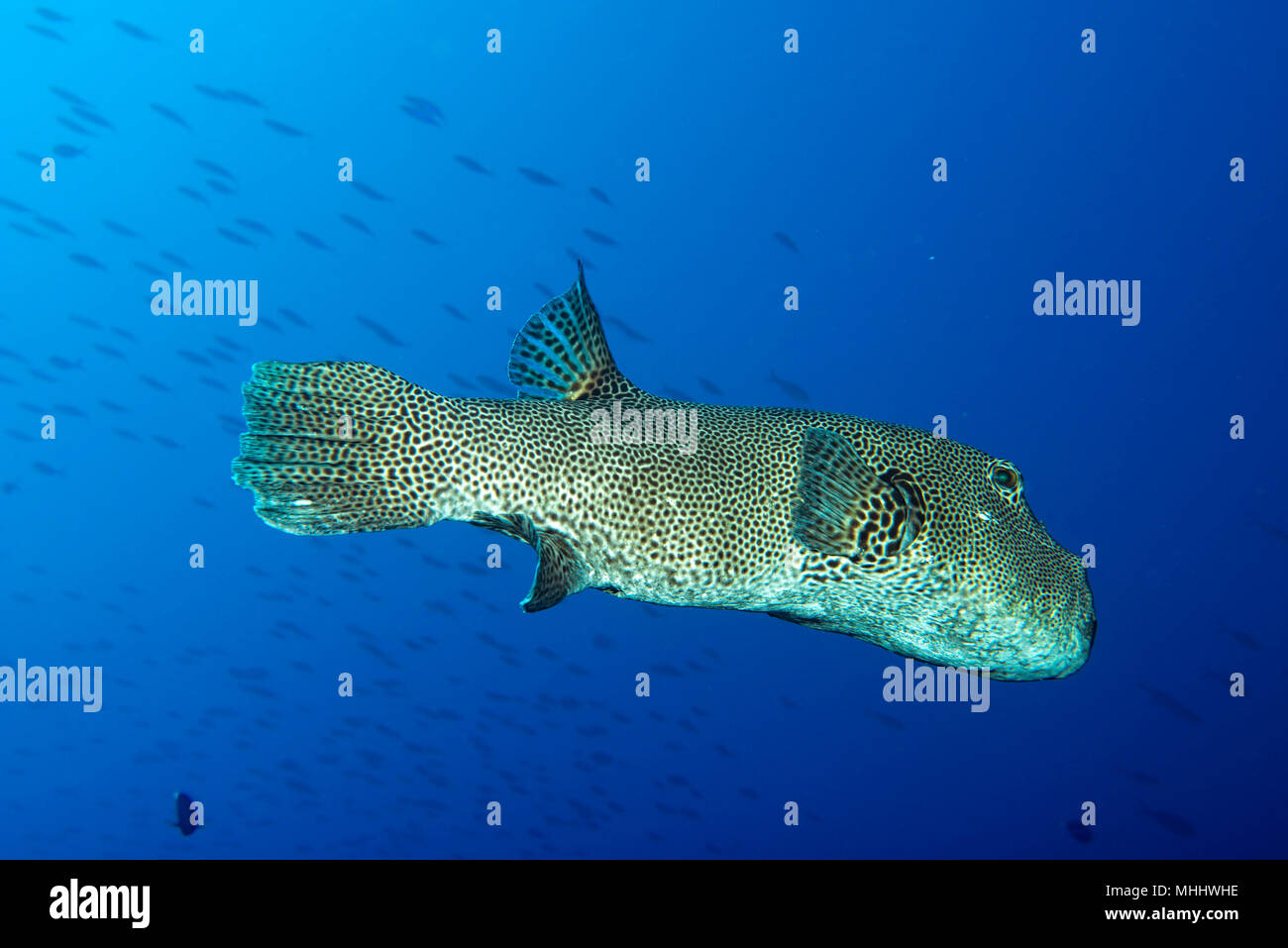 A box fish in the reef background in maldives Stock Photo - Alamy