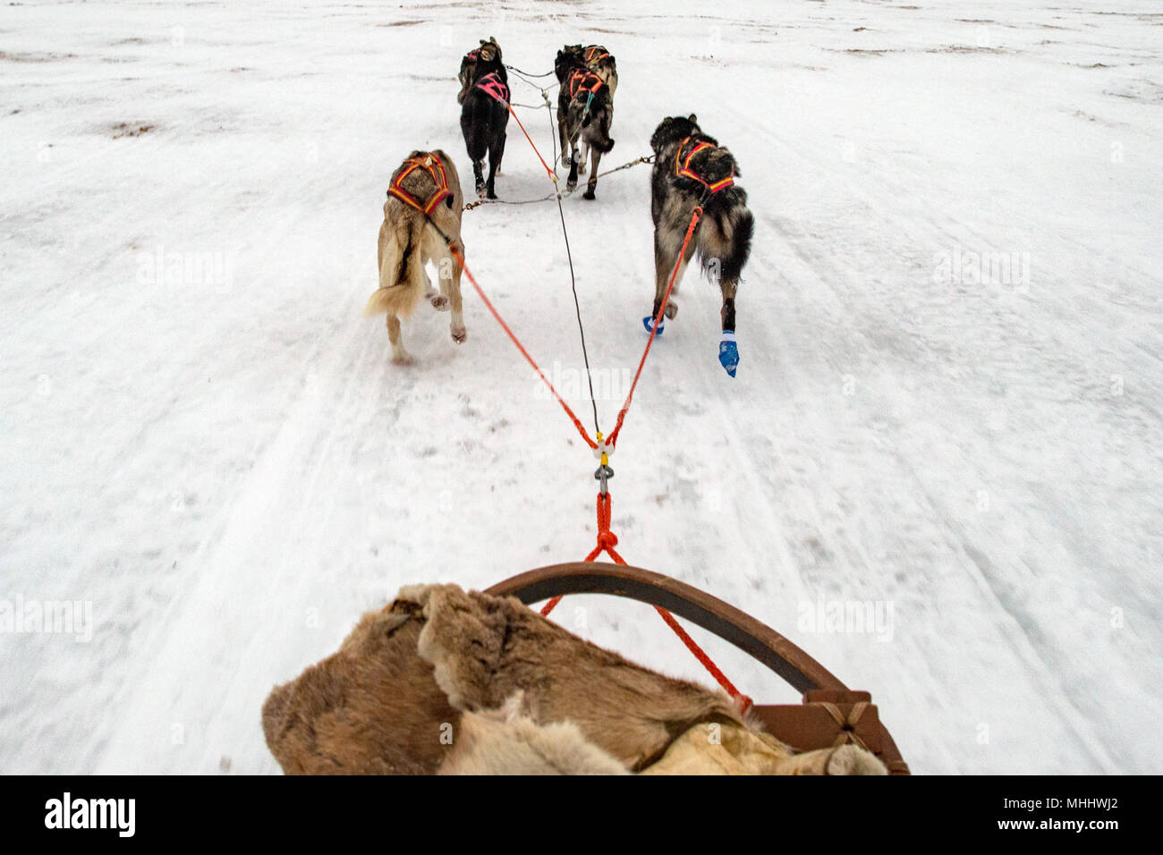 Alaska sled dogs running hi-res stock photography and images - Alamy