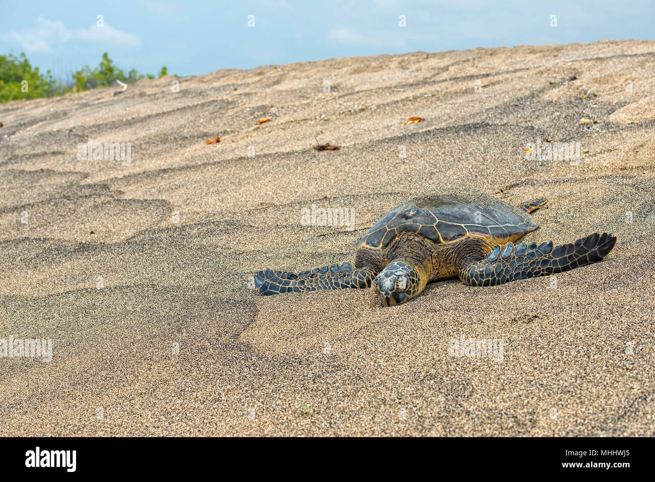 Green Turtle while relaxing on sandy beach Stock Photo - Alamy