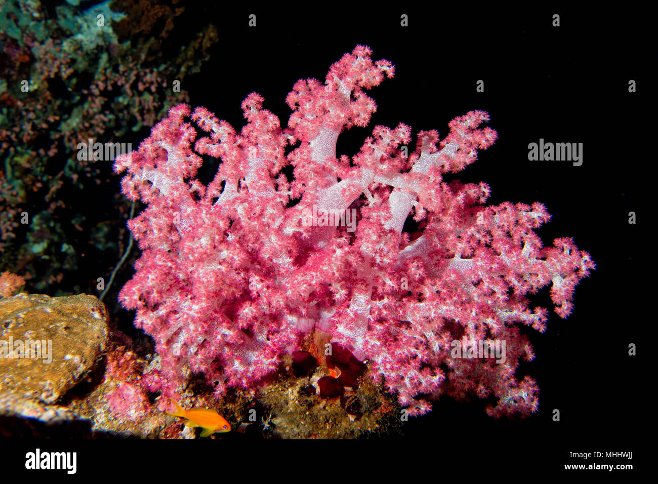 A pink soft coral in the black background Stock Photo - Alamy