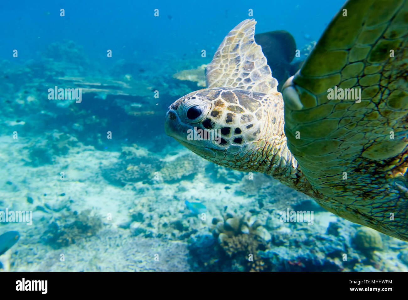 A green turtle close up portrait in Sipadan, Borneo, Malaysia Stock ...