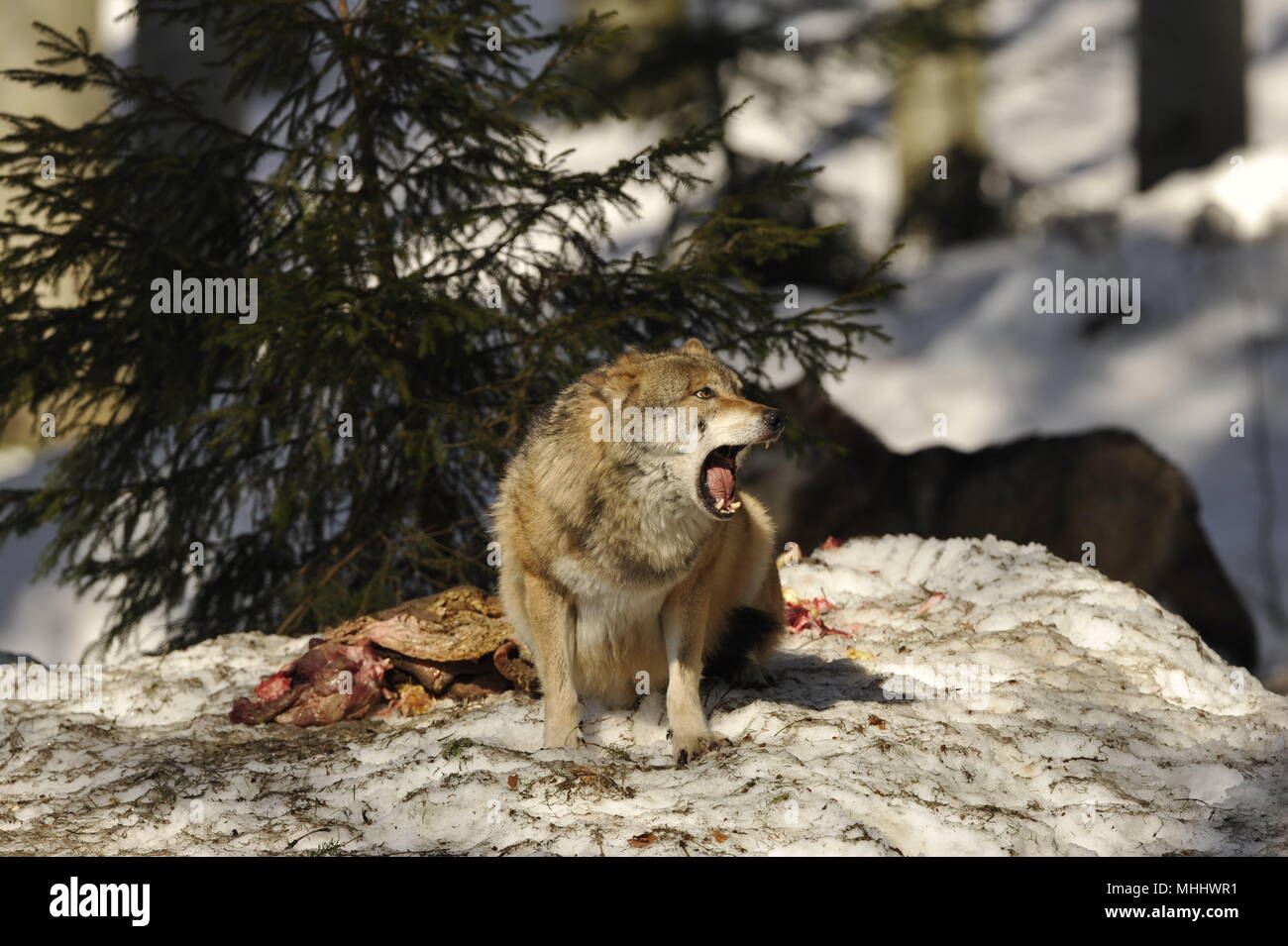 A grey wolf isolated in the snow while howling Stock Photo - Alamy