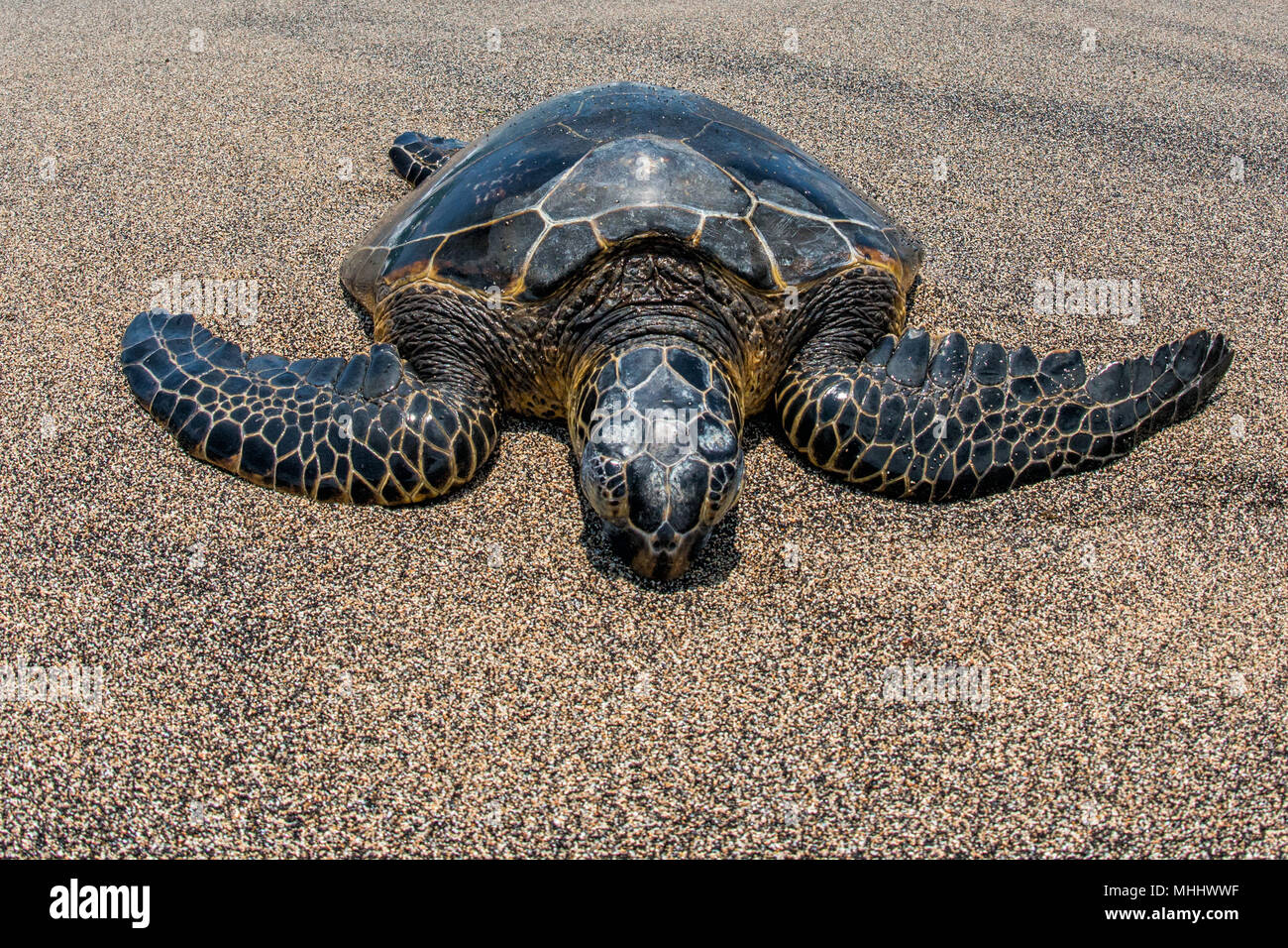 Eastern pacific green turtle hi-res stock photography and images - Alamy