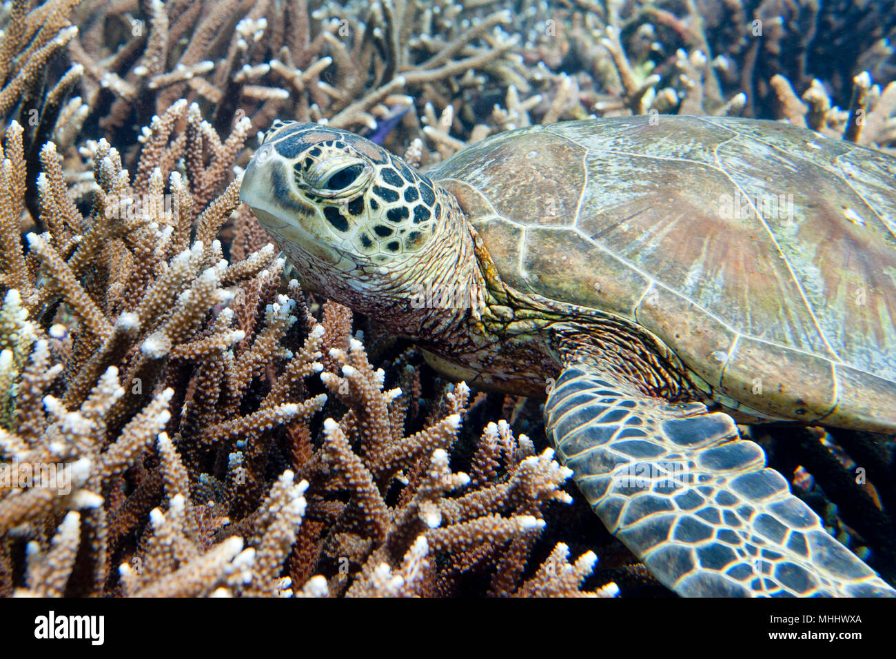 A sea Turtle portrait close up while looking at you Stock Photo - Alamy