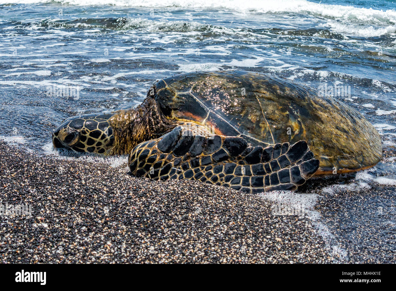 Eastern pacific green turtle hi-res stock photography and images - Alamy