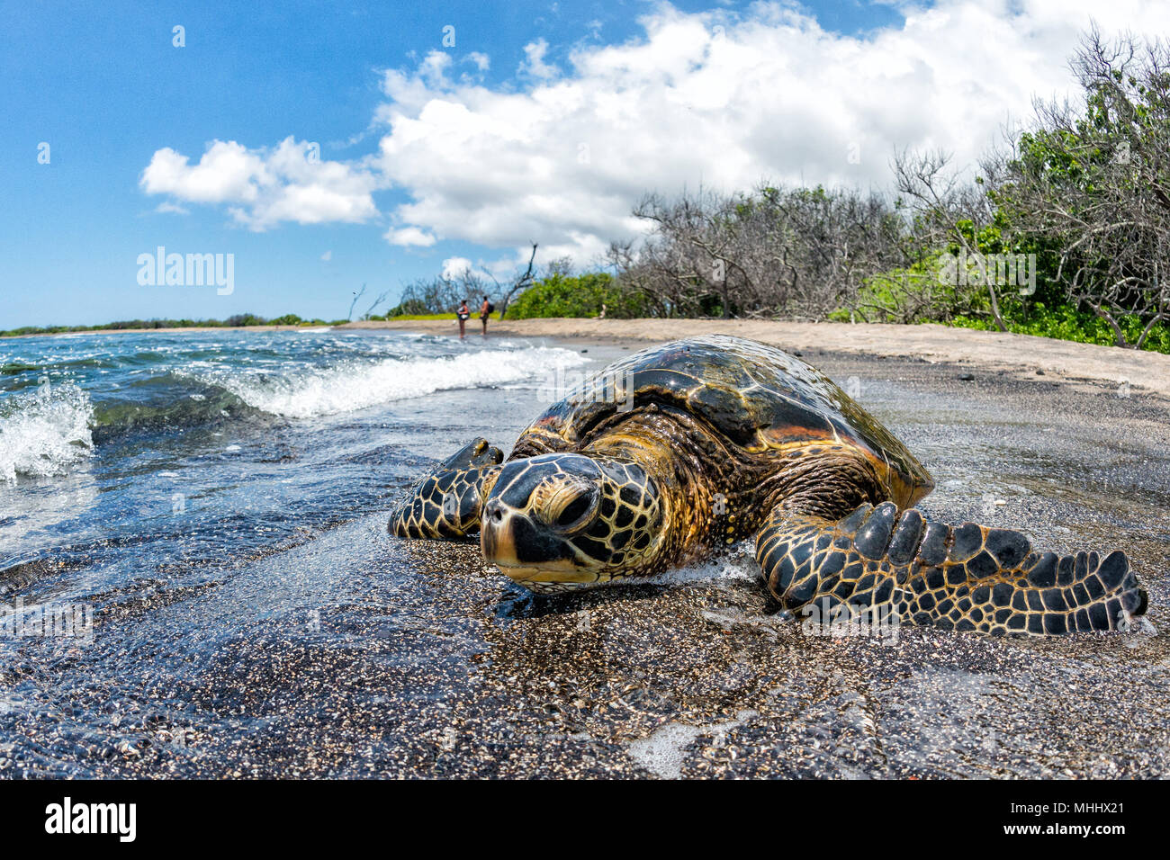 Green Turtle while relaxing near sandy beach Stock Photo - Alamy