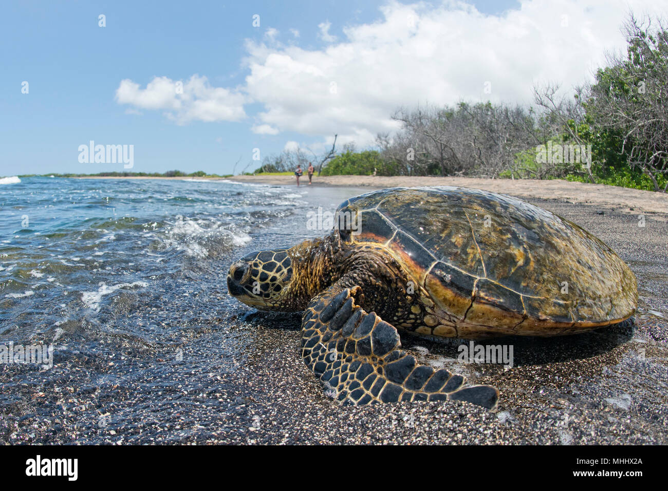 Green Turtle while relaxing on sandy beach Stock Photo - Alamy