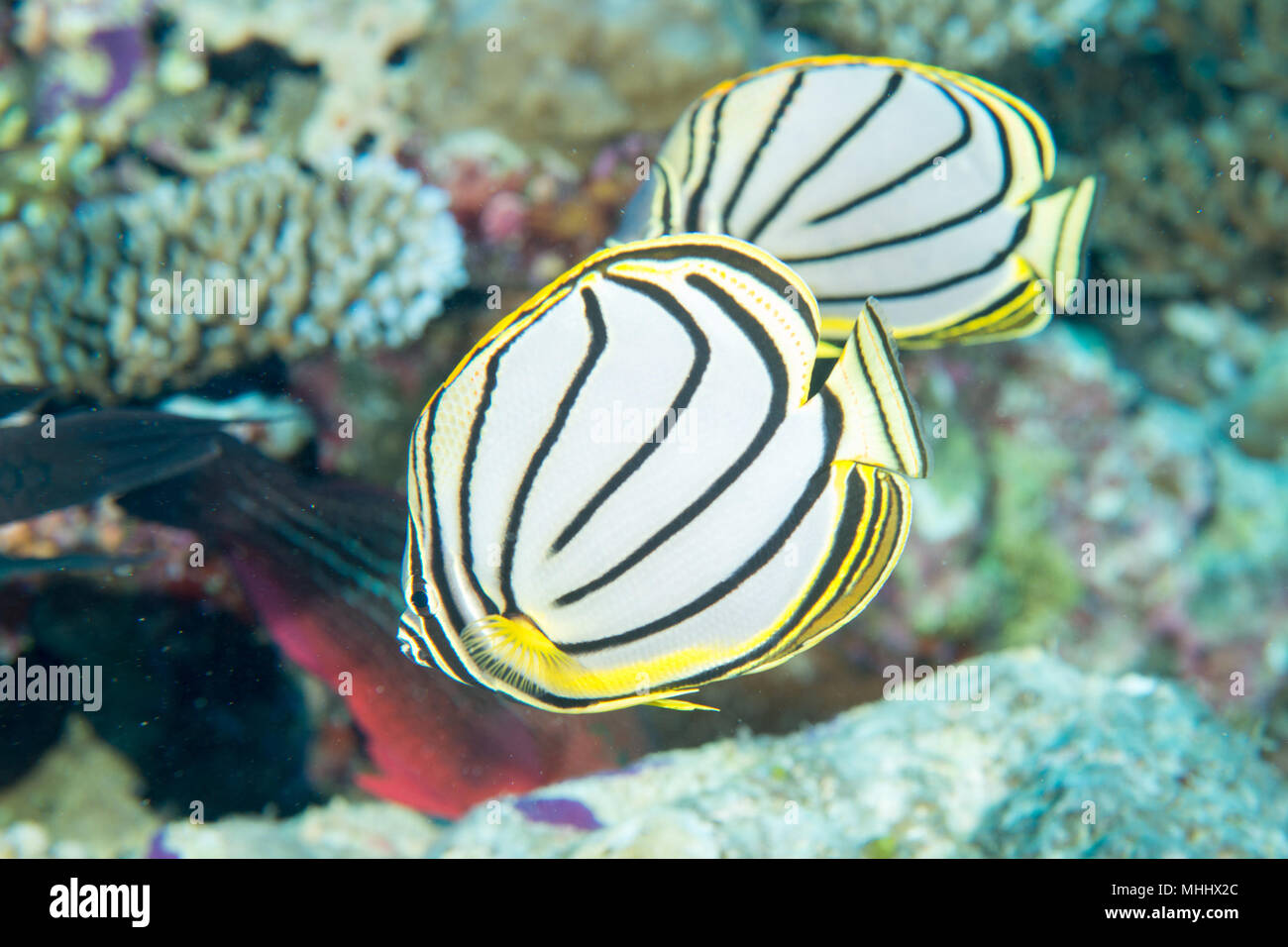 Angel fish deep hi-res stock photography and images - Alamy