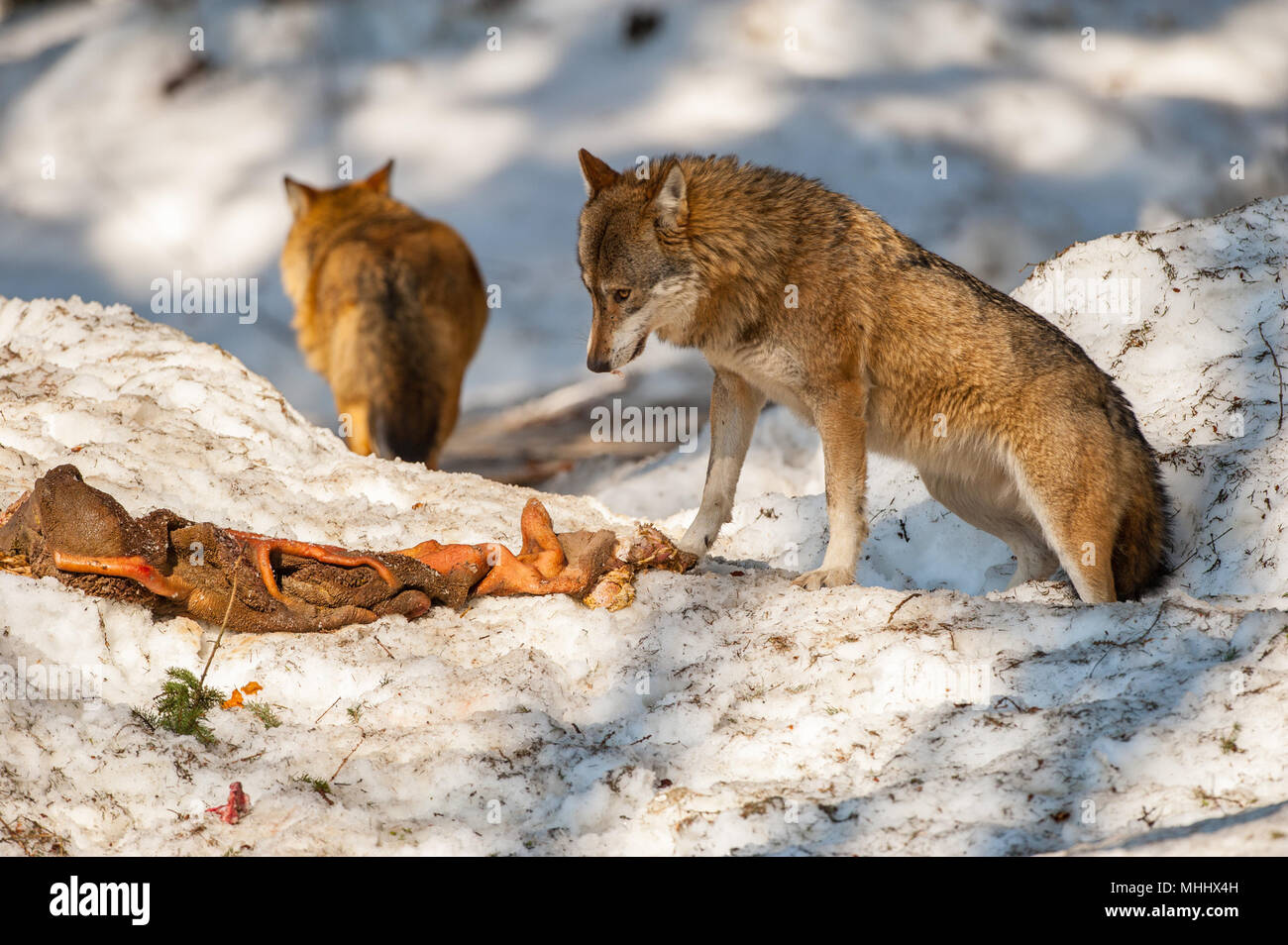 wolf while eating in the snow background Stock Photo - Alamy