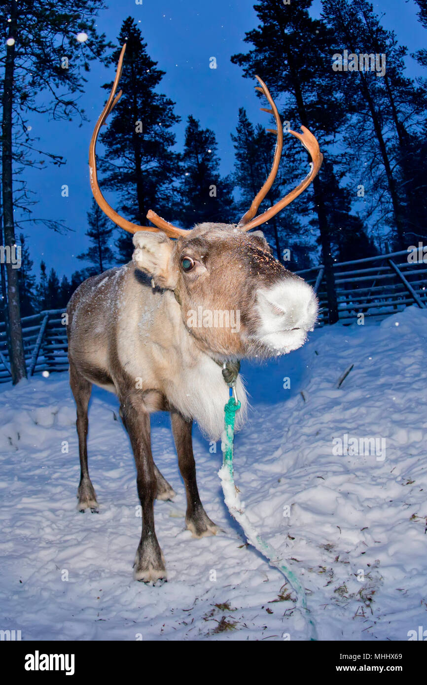 Reindeer snow camera hi-res stock photography and images - Alamy