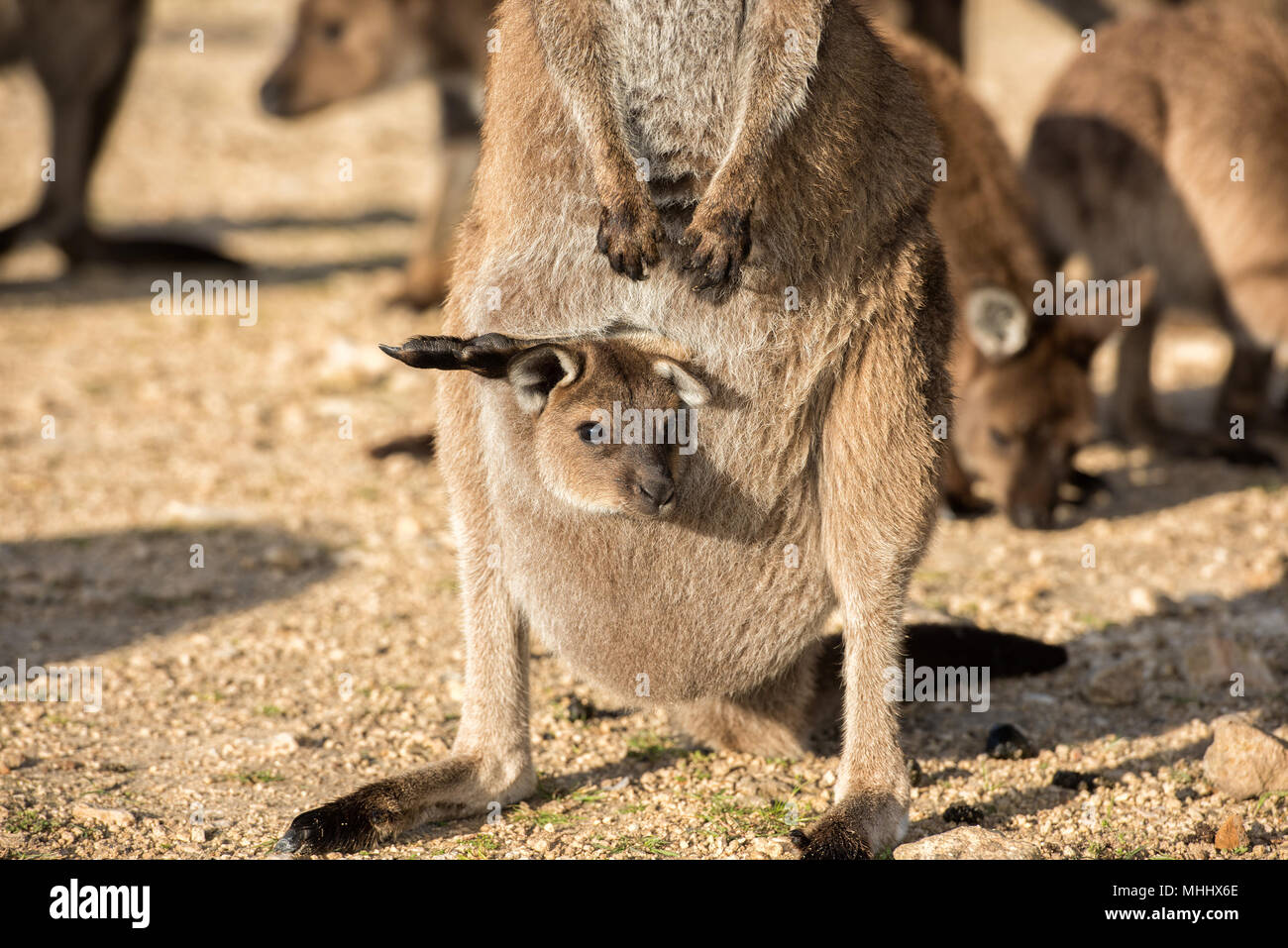 Kangaroos while looking at you at sunset in kangaroo island Stock Photo ...