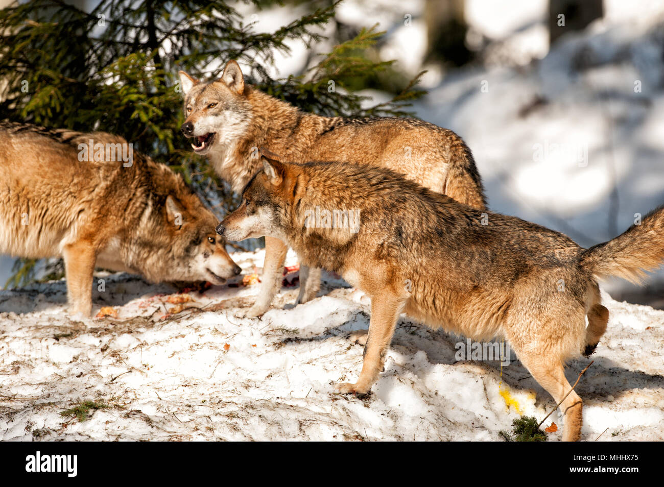 wolf while eating in the snow background Stock Photo - Alamy