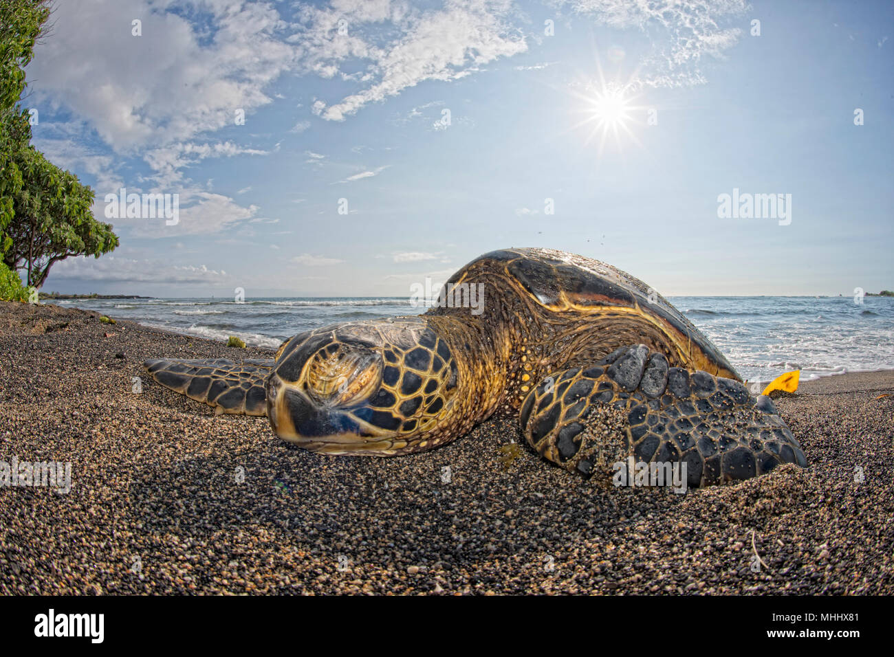 Green Turtle while relaxing on sandy beach Stock Photo - Alamy